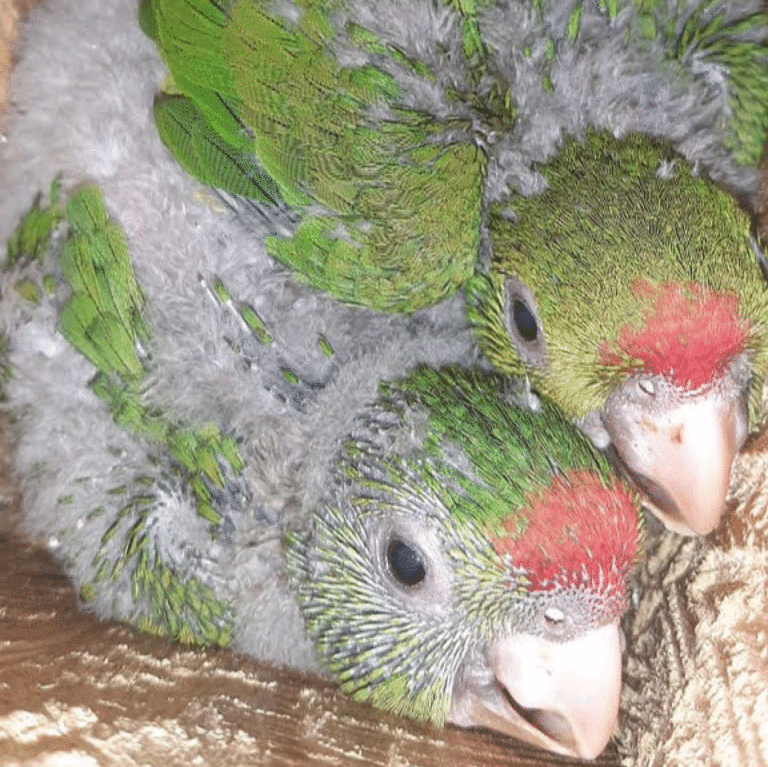 Reserva ProAves El Dorado - Fundación ProAves - por las aves y su ...