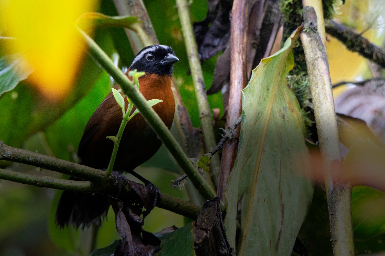 Reserva ProAves Gorrión de Andivia