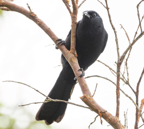 Chango de Montaña (Macroagelaius subalaris)