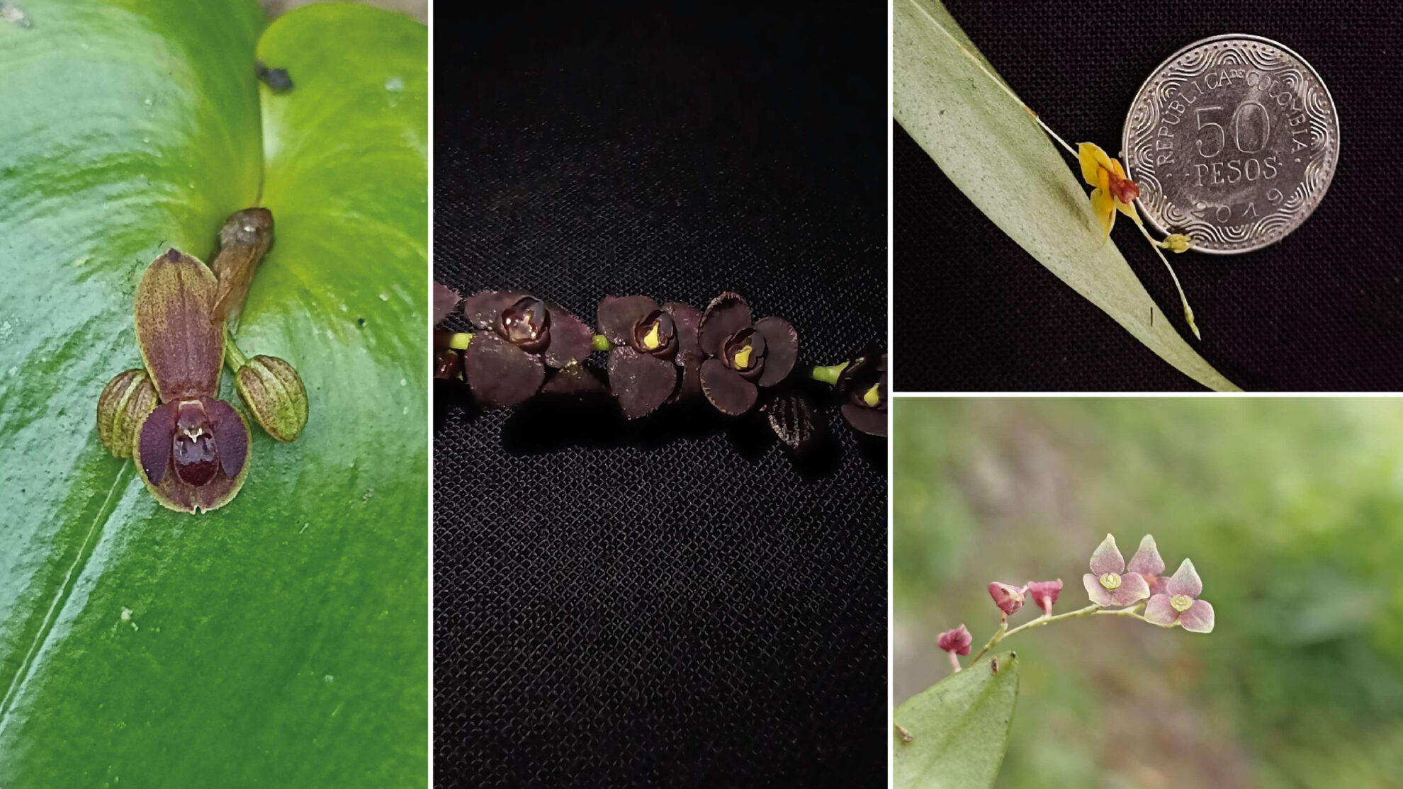 ProAves El Dorado Reserve: An Extraordinary Site for Orchid Research ...