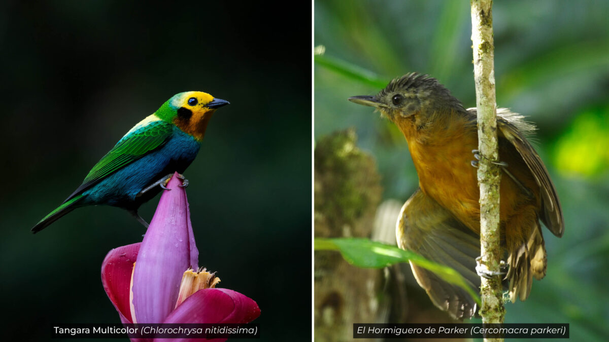 Reserve ProAves Arrierito Antioqueño, an amazing place for birding in ...