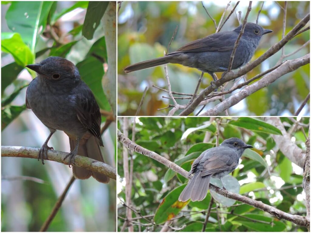Reserve ProAves Arrierito Antioqueño, an amazing place for birding in ...