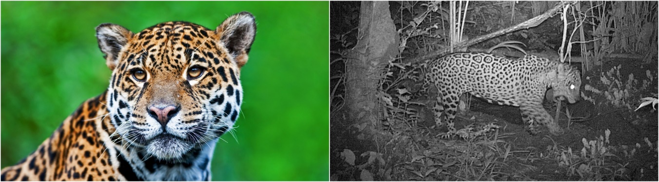 Help us with Fire Relief for our Jaguars in ProAves Reserves ...