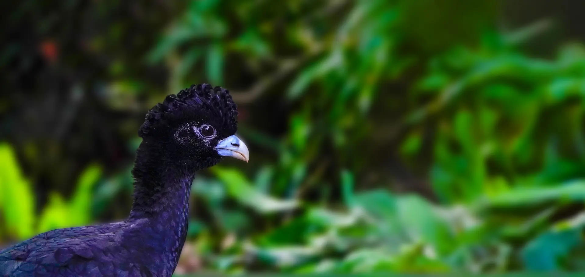 Paujil de Pico Azul al borde de la Extinción - Fundación ProAves - por ...